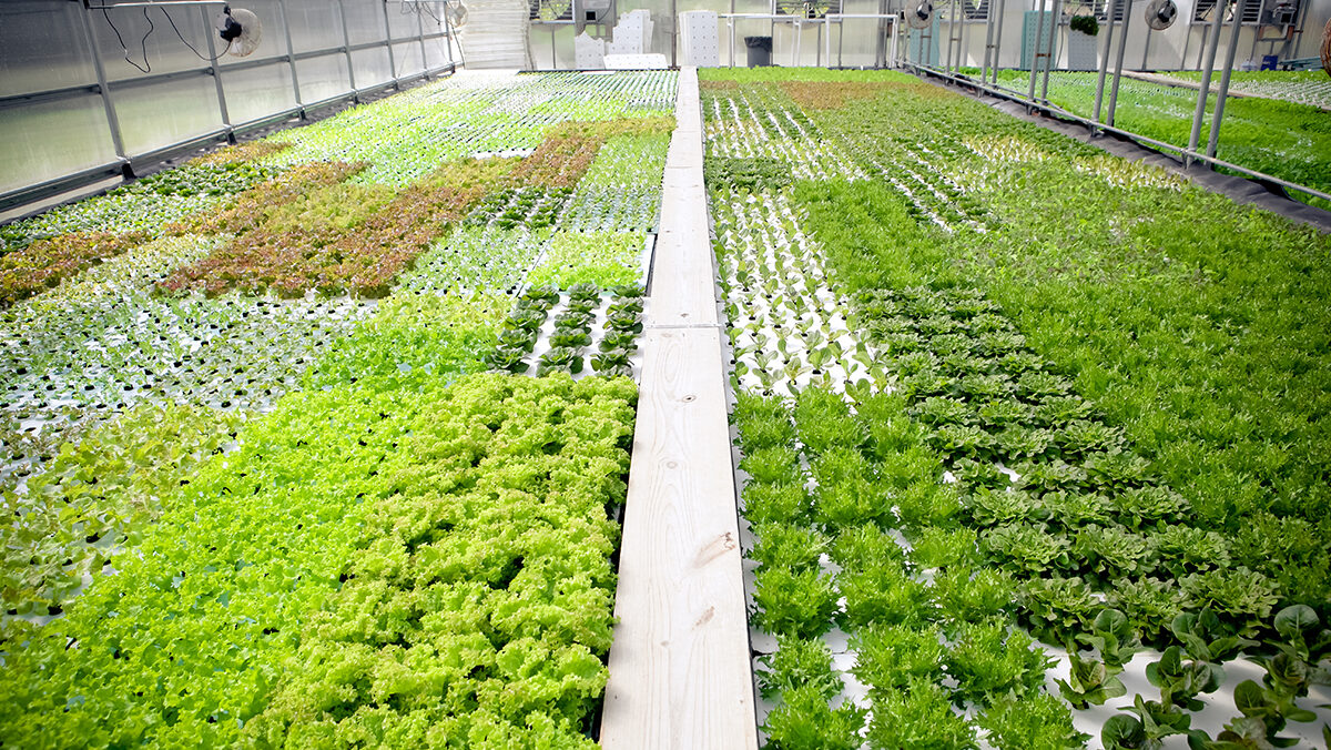 AgTech and Food Manufacturing - A Food Seen Featured Case Study